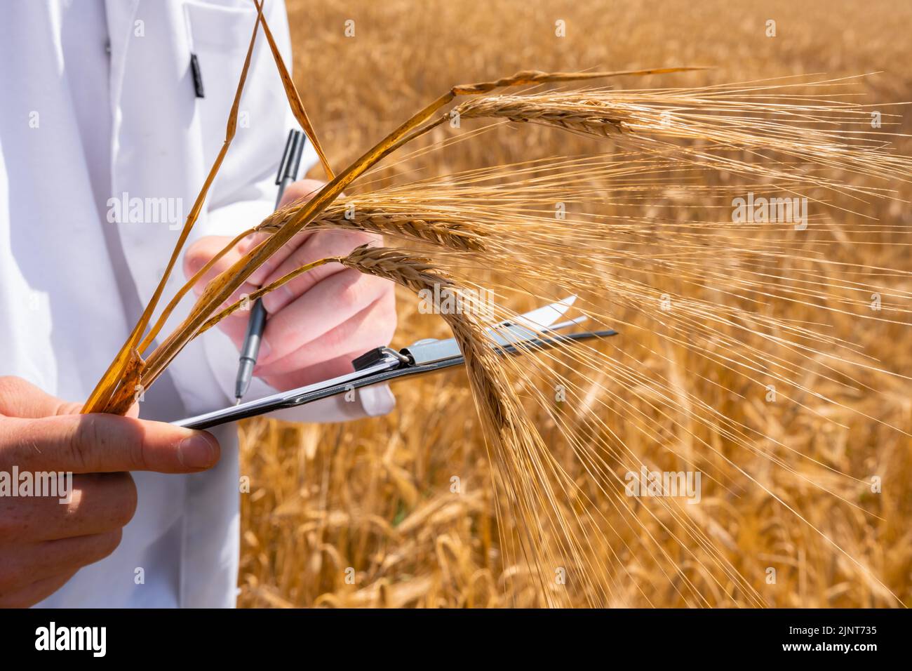 Un jeune agronome, agriculteur avec une tablette entre les mains, crée ...