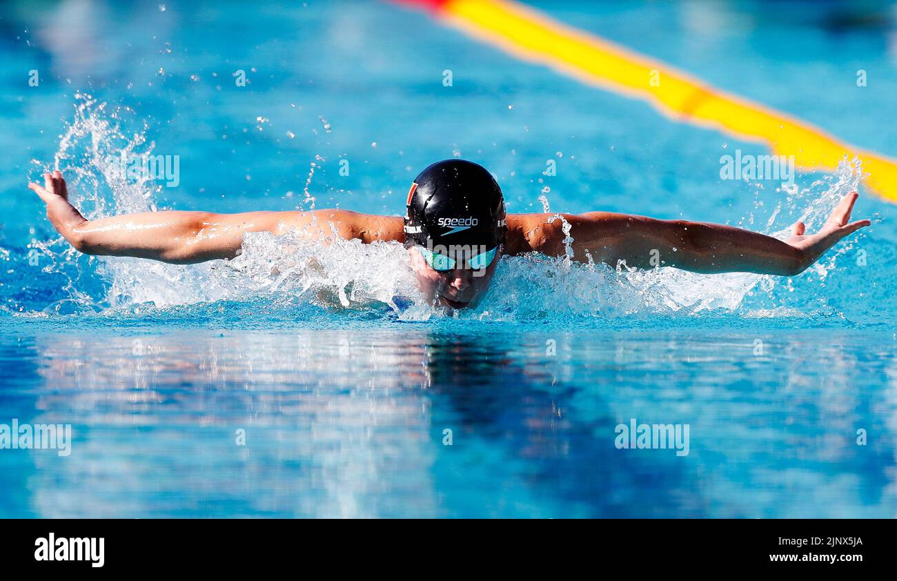 Roos belges Vanotterdijk photographiés en action pendant le papillon ...