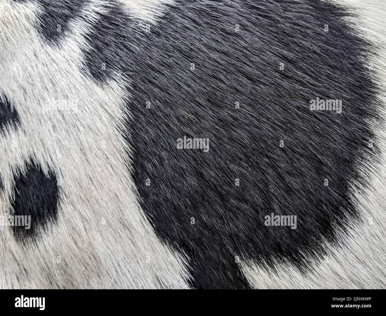 Motif peau de vache marron foncé Banque de photographies et d’images à ...