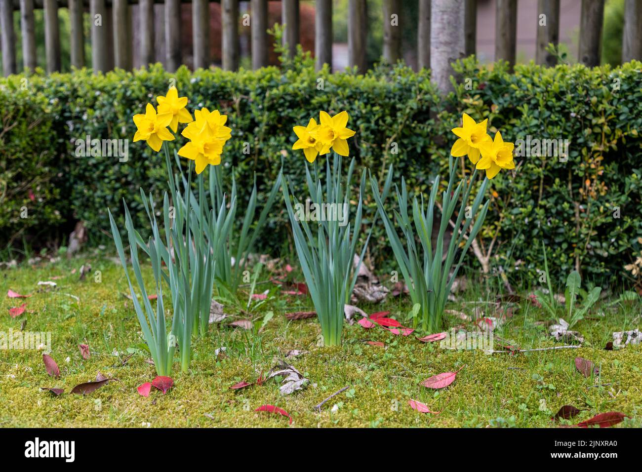 Jonquilles poussant sur une pelouse Banque de photographies et d’images à haute résolution - Alamy