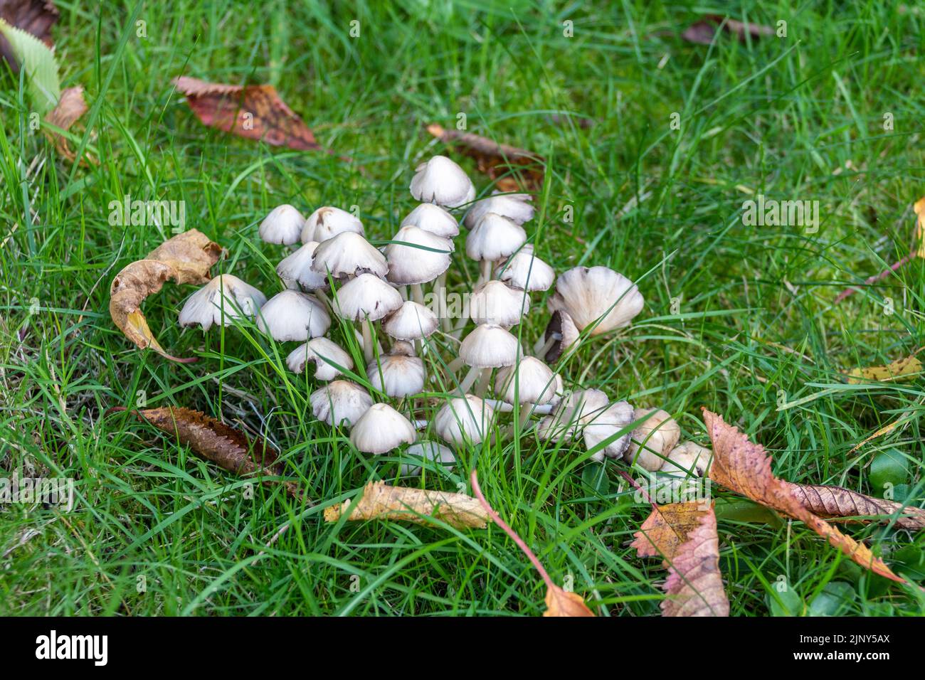 Candolleomyces candolleana Banque de photographies et d’images à haute ...