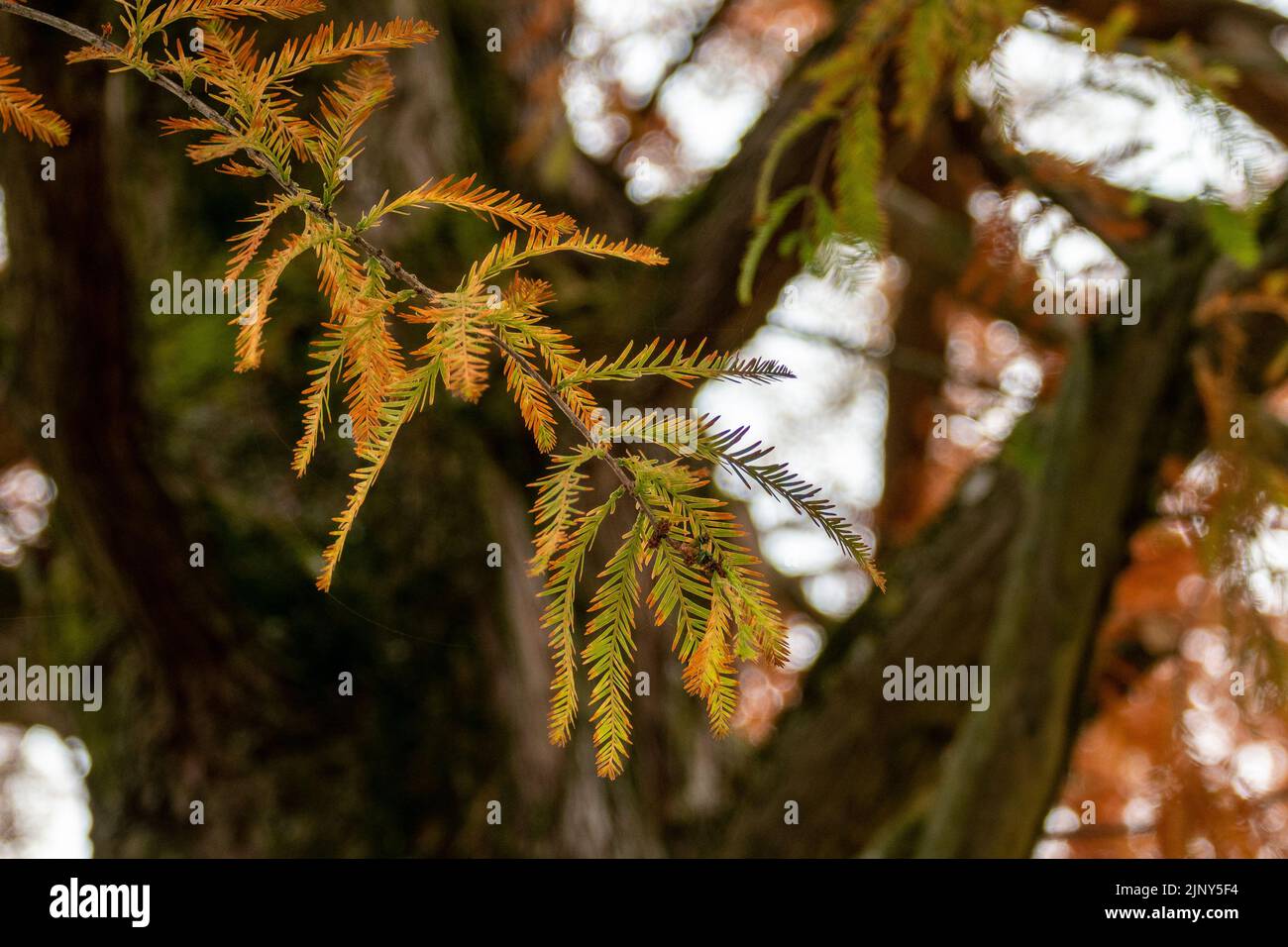 Les aiguilles d'un cyprès chauve, Taxodium distichum, montrant des ...