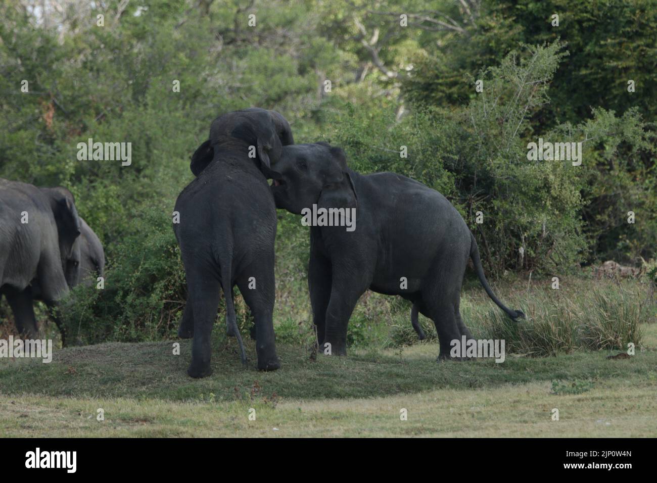 Sri lanka elephants Banque de photographies et d’images à haute ...