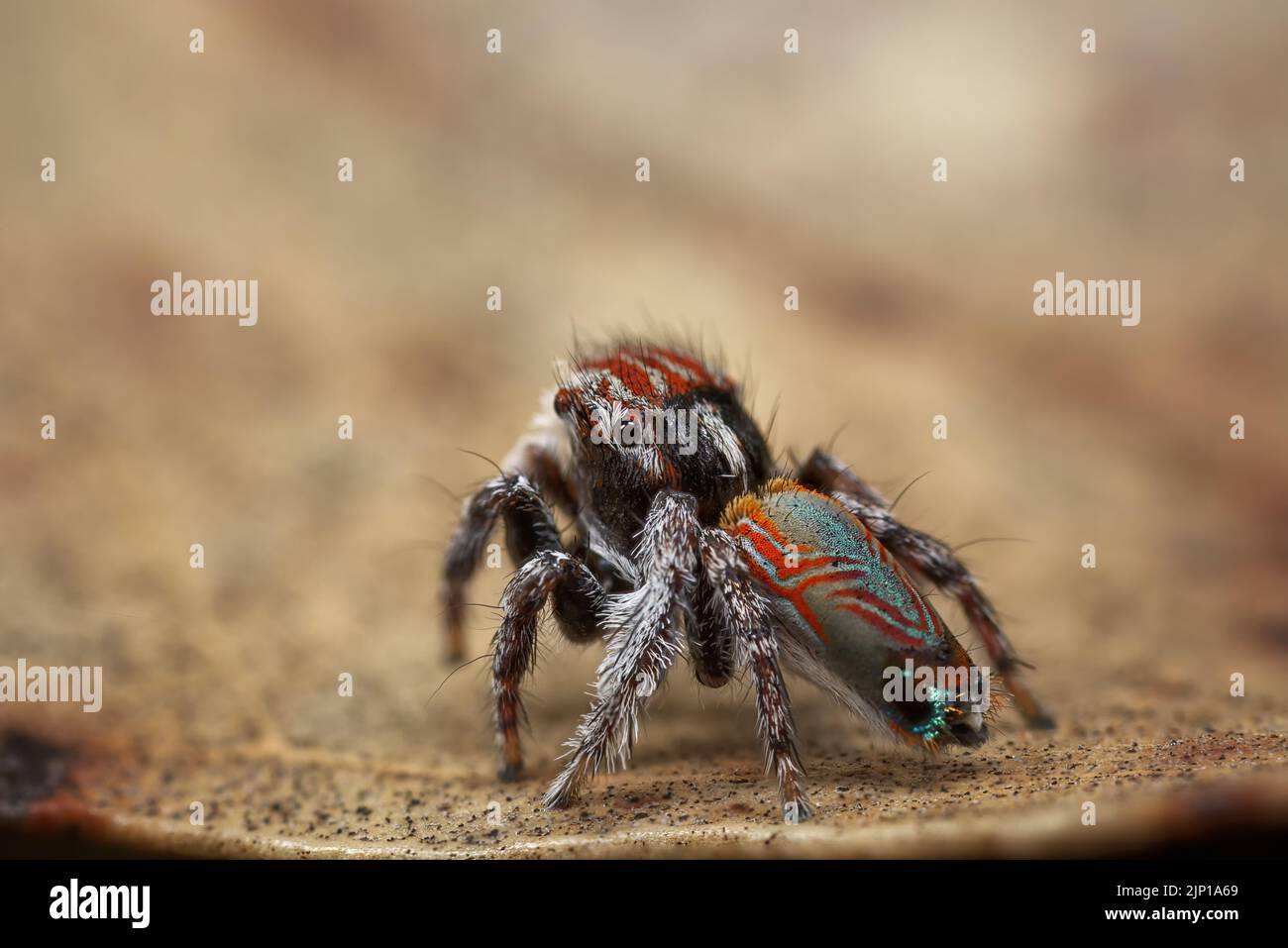 Araignée Peacock mâle Maratus electricus dans ses couleurs de ...