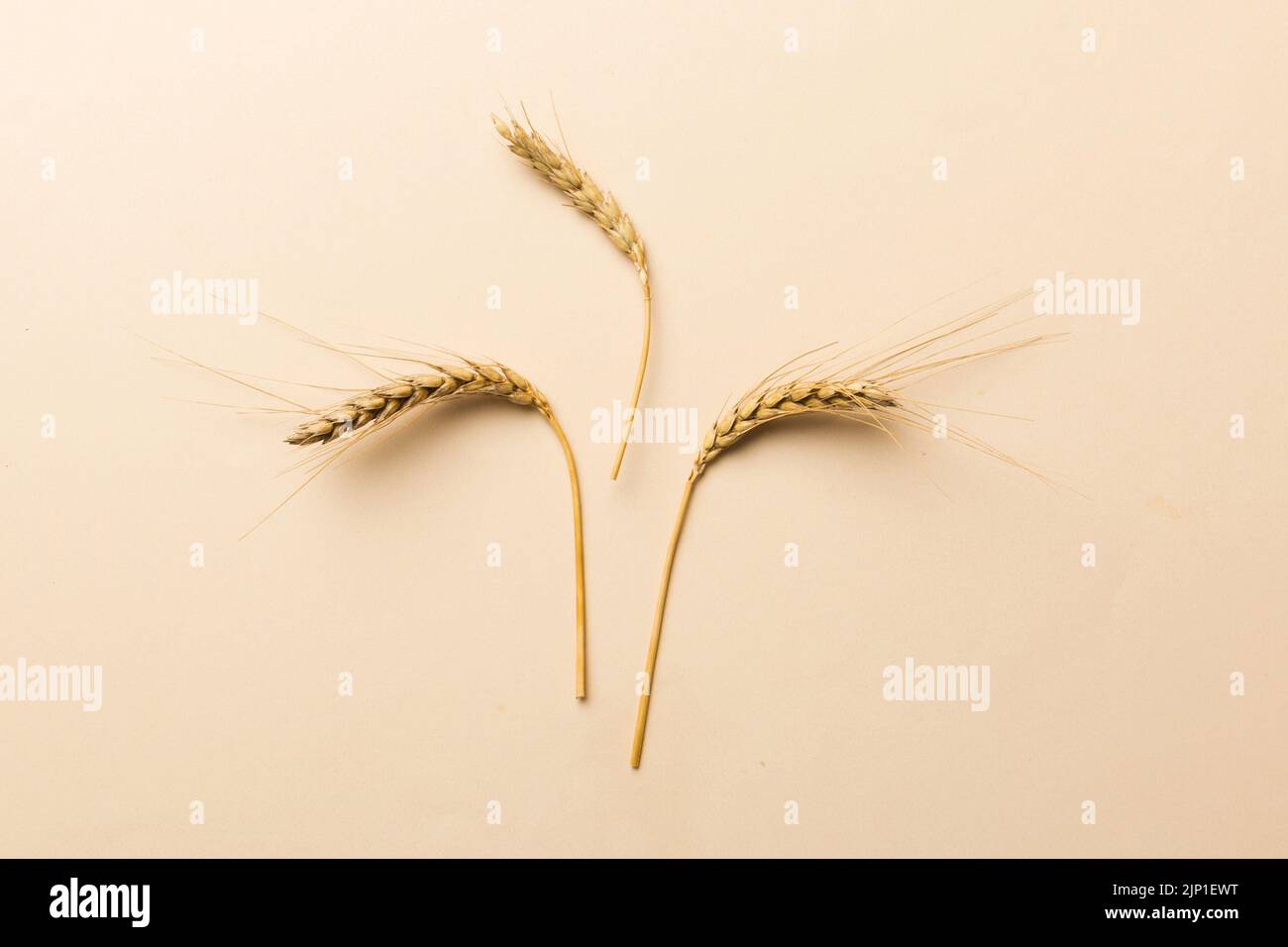 La Sheaf d'épis de blé se ferme et les graines sur fond coloré. Plante ...