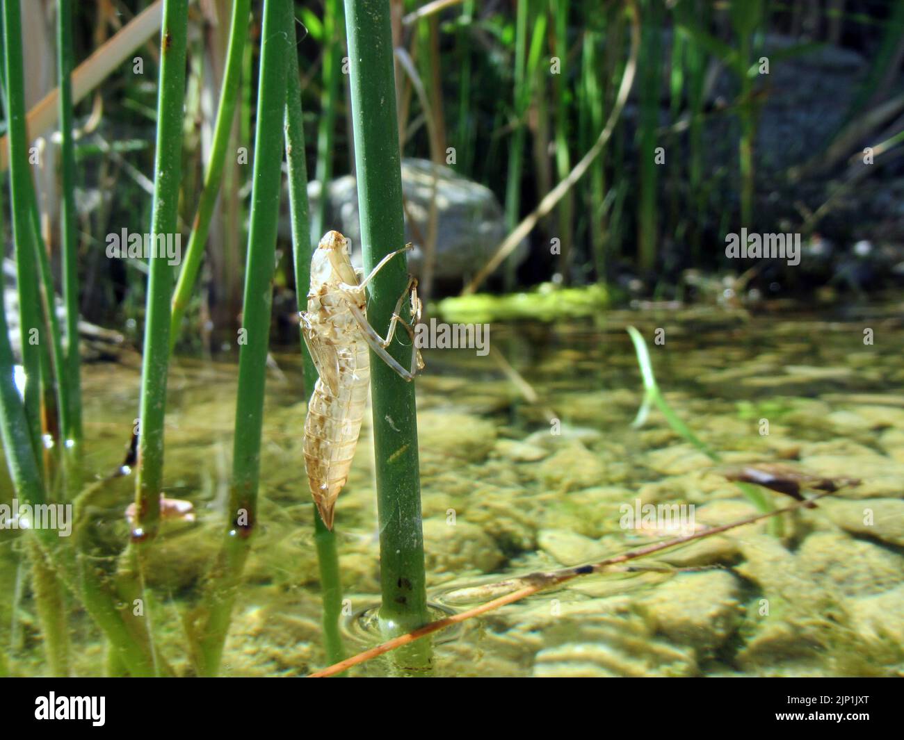 larve de libellules, exuvia, larve de libellules, exosquelette, exuvias ...