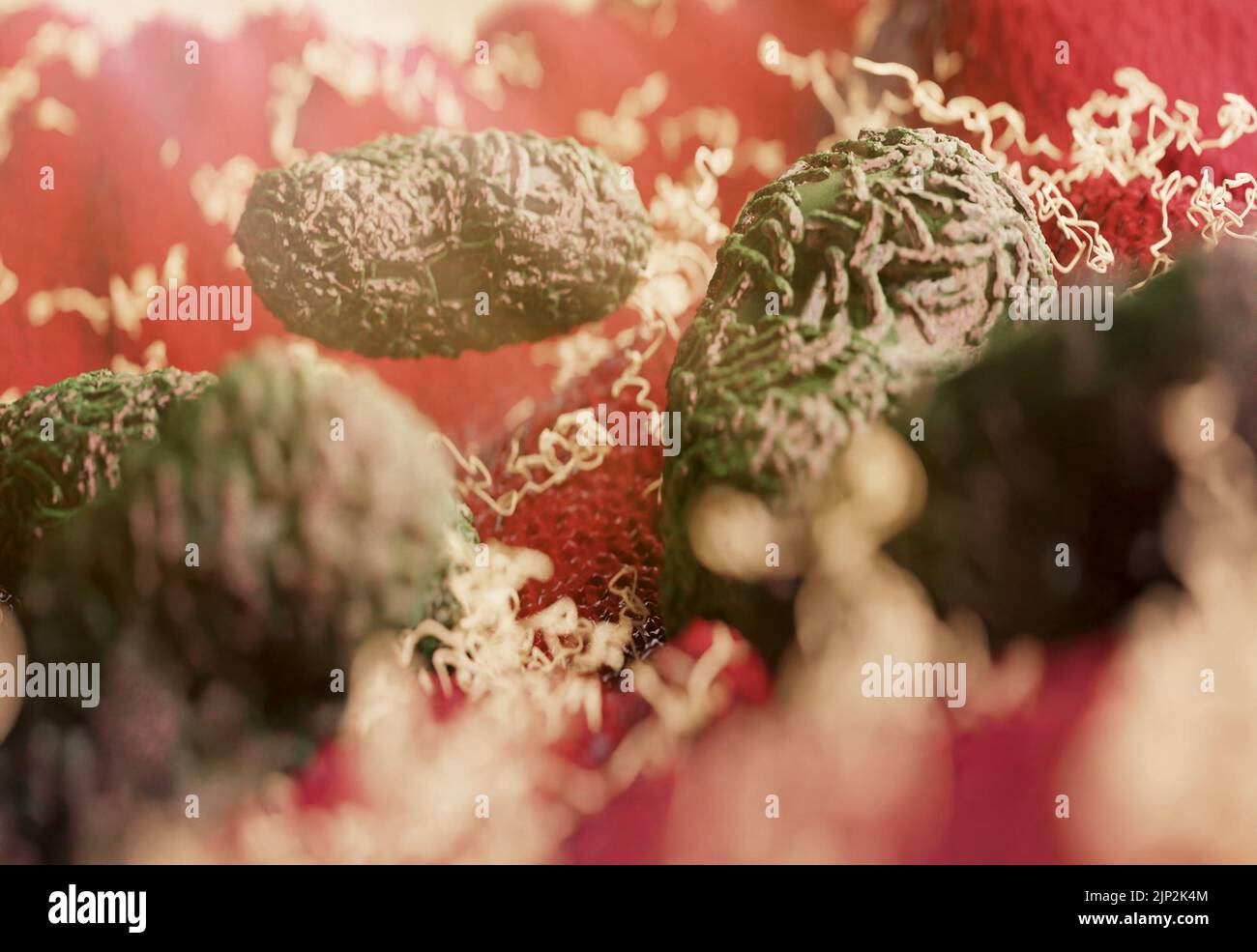 Détails microscopiques du virus de la varicelle infectant les cellules ...