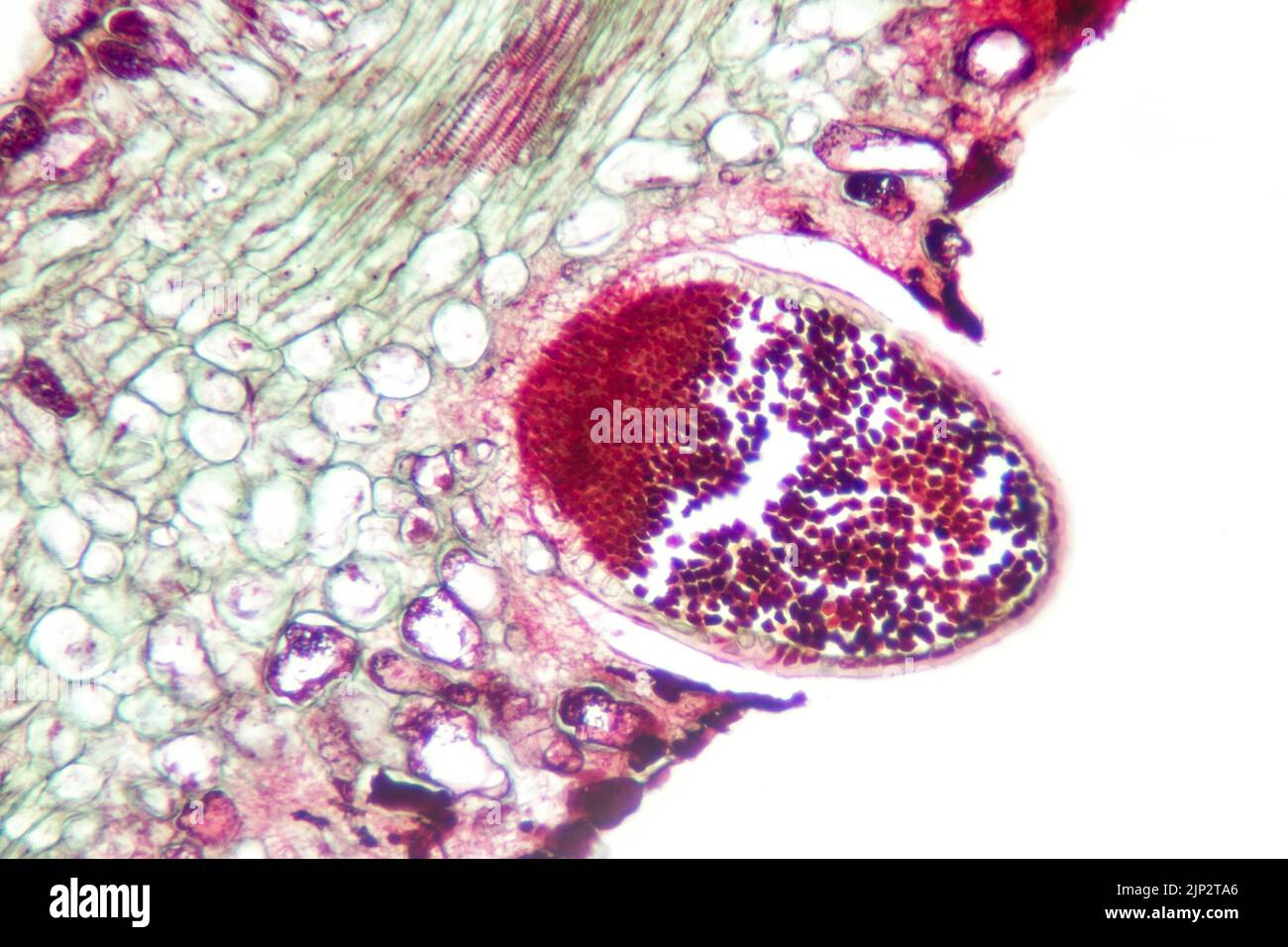 Champignons parasites de la rouille Banque de photographies et d’images ...