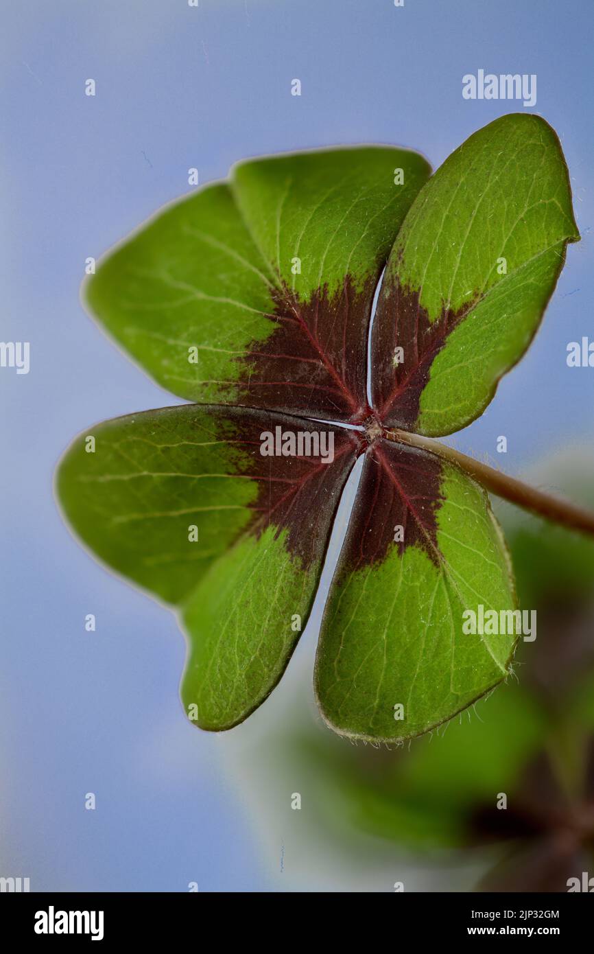 Trèfle à quatre feuilles oxalis tetraphylla Banque de photographies et ...