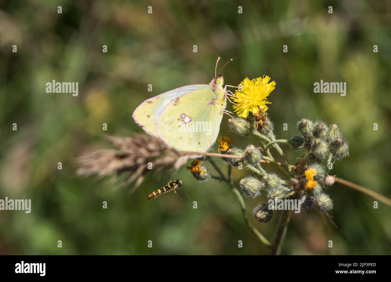 Papillon butinant 1 fleur jaune Banque de photographies et d’images à ...