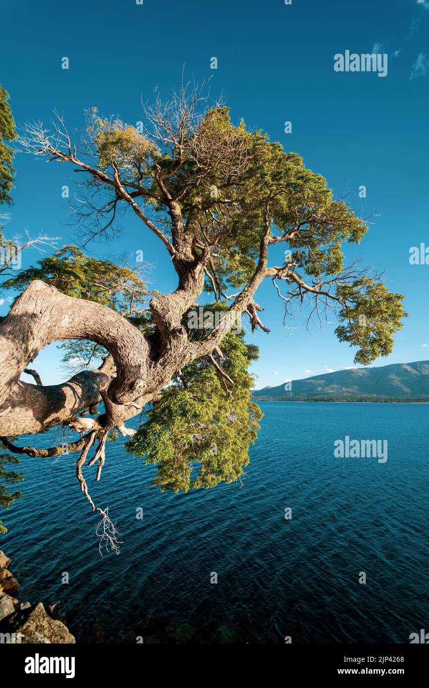 Arbre tordue bord de mer Banque de photographies et d’images à haute ...