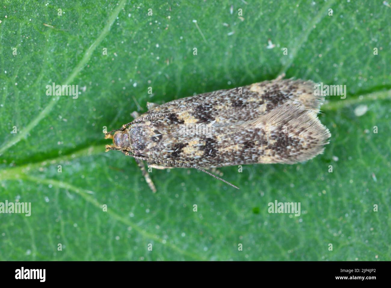 Une minuscule papillon de la famille des Géléchiidae, communément ...