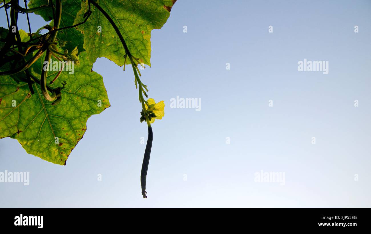 Baby melone Banque de photographies et d’images à haute résolution - Alamy