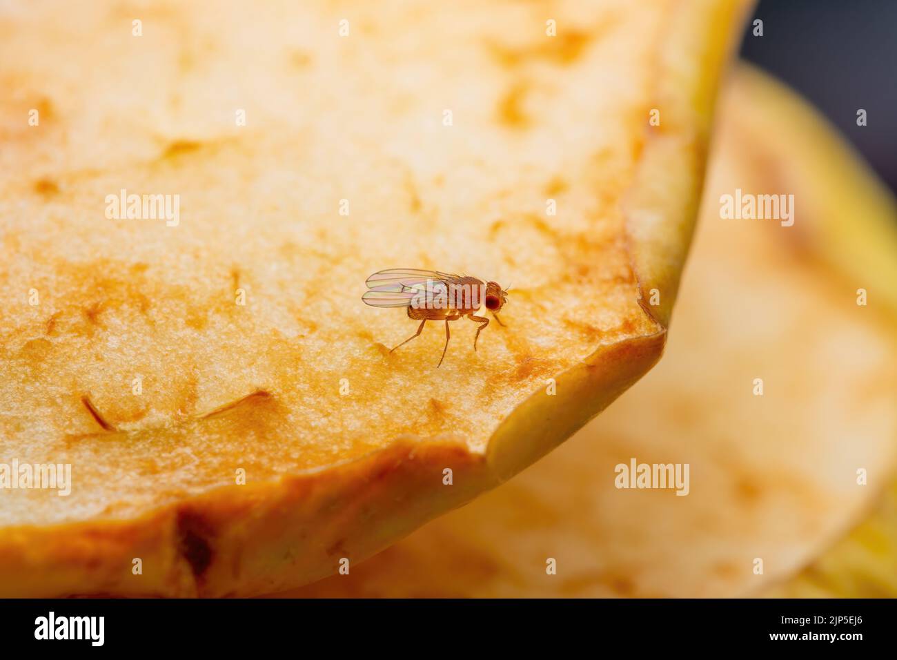 Mouche des fruits tropicaux Drosophila Diptera parasite insecte maladie ...