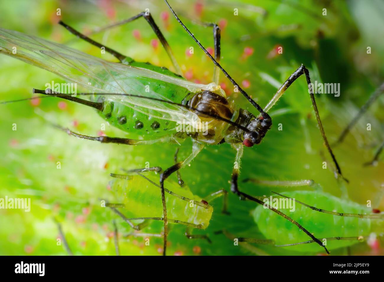 Puceron sur le Bud. De fleur. Mouche verte ou puceron vert parasite de ...