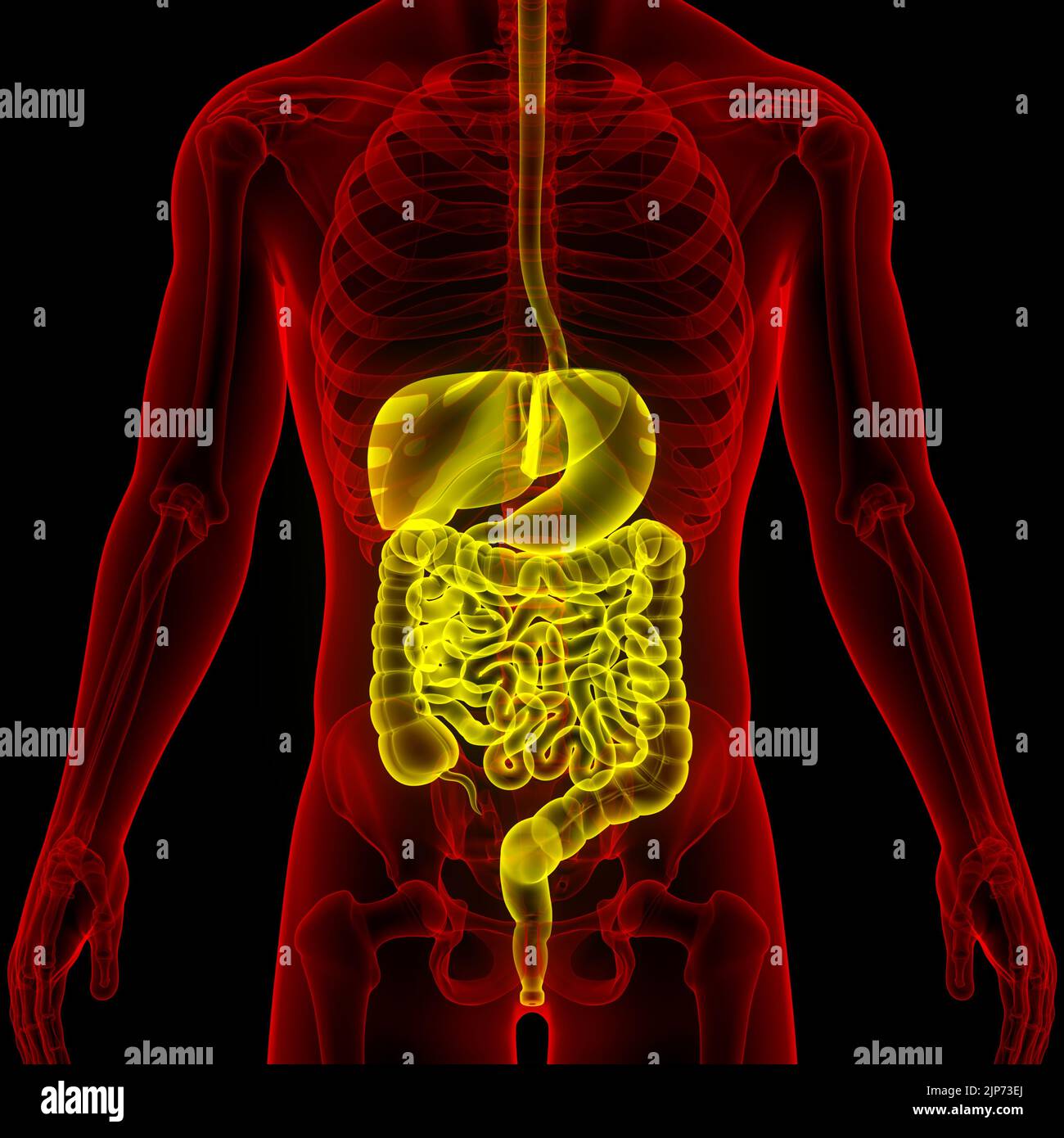Anatomie du système digestif humain Photo Stock - Alamy