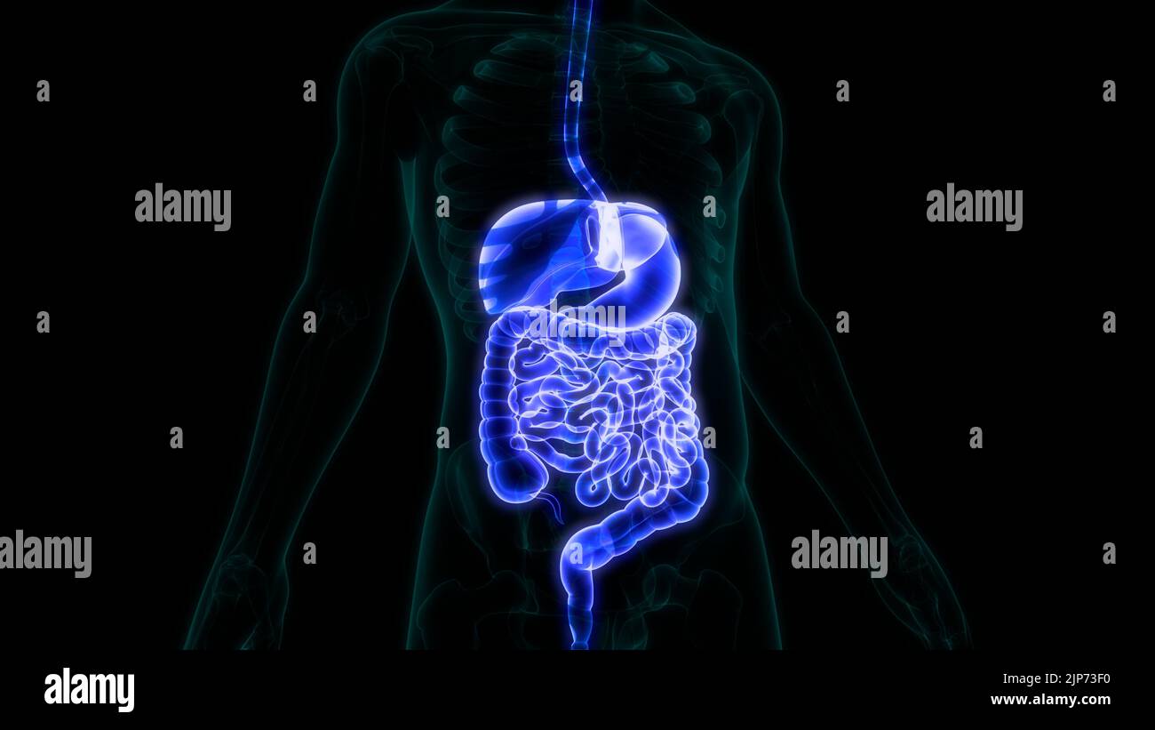 Anatomie du système digestif humain Photo Stock - Alamy