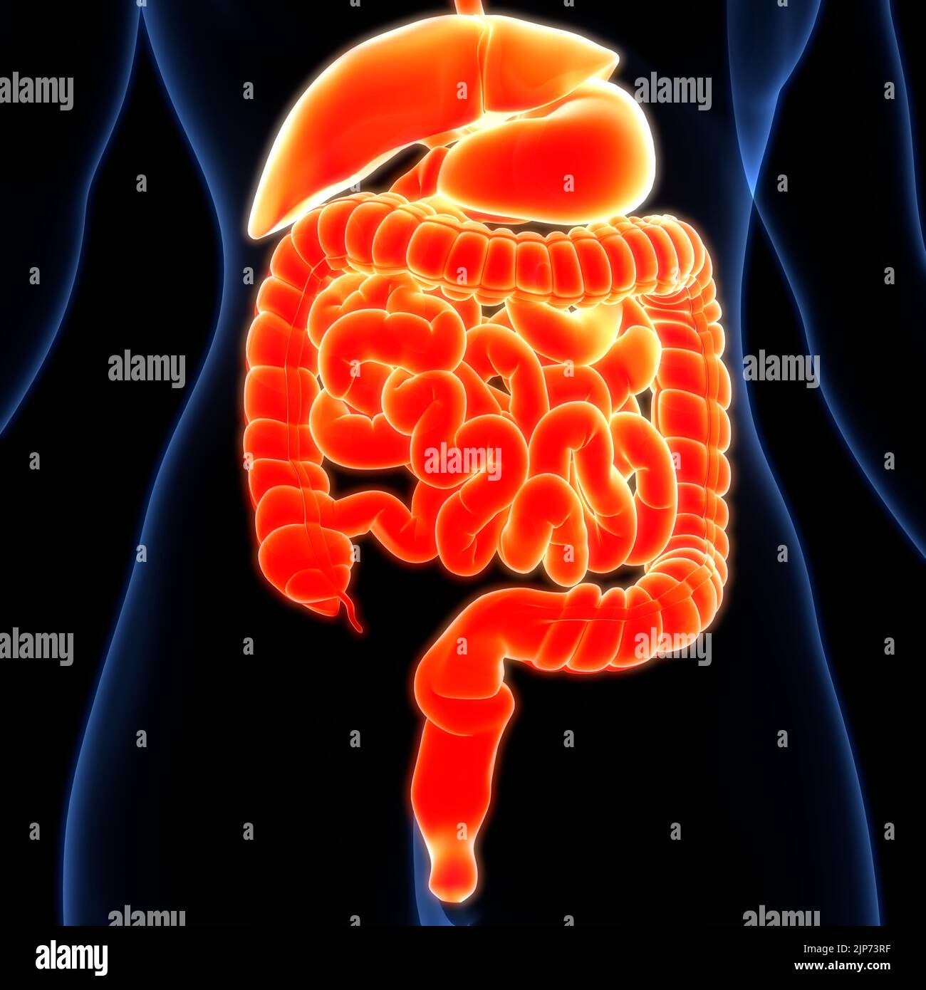Anatomie du système digestif humain Photo Stock - Alamy
