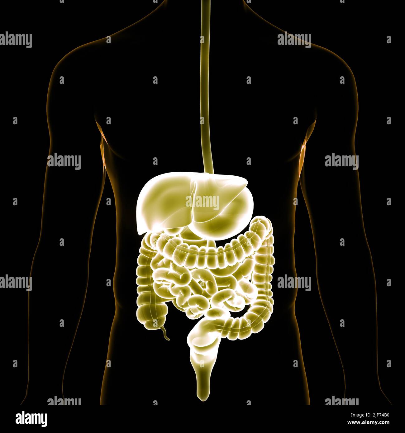 Anatomie du système digestif humain Photo Stock - Alamy