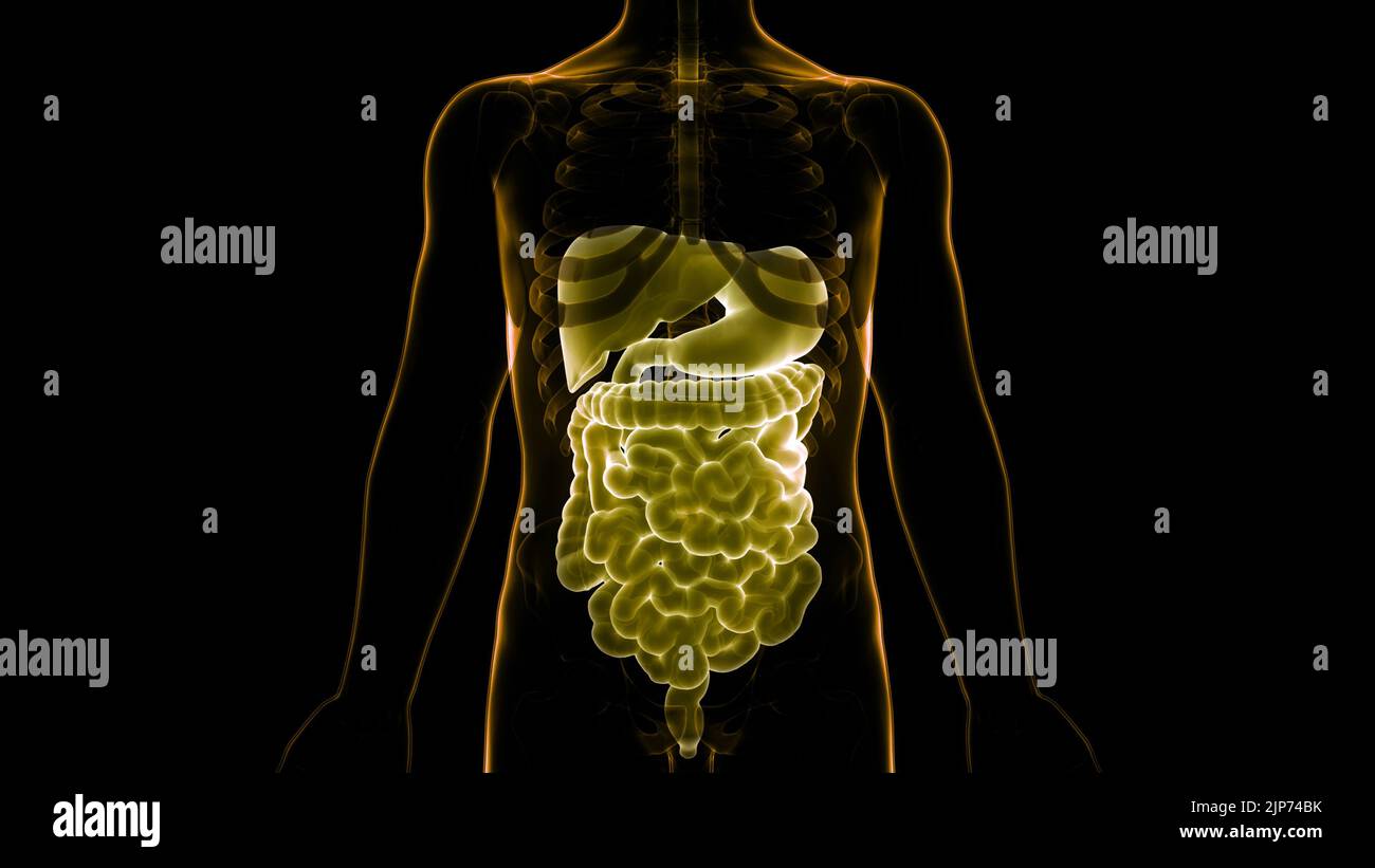 Anatomie du système digestif humain Photo Stock - Alamy