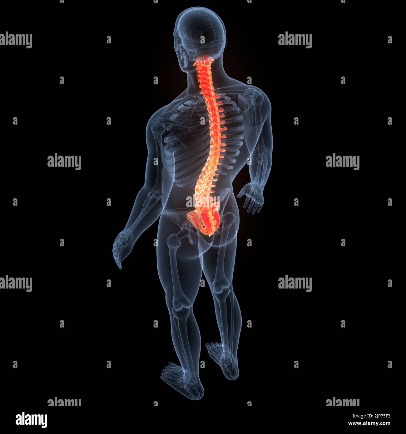 Colonne vertébrale de la moelle épinière du système de squelette humain ...