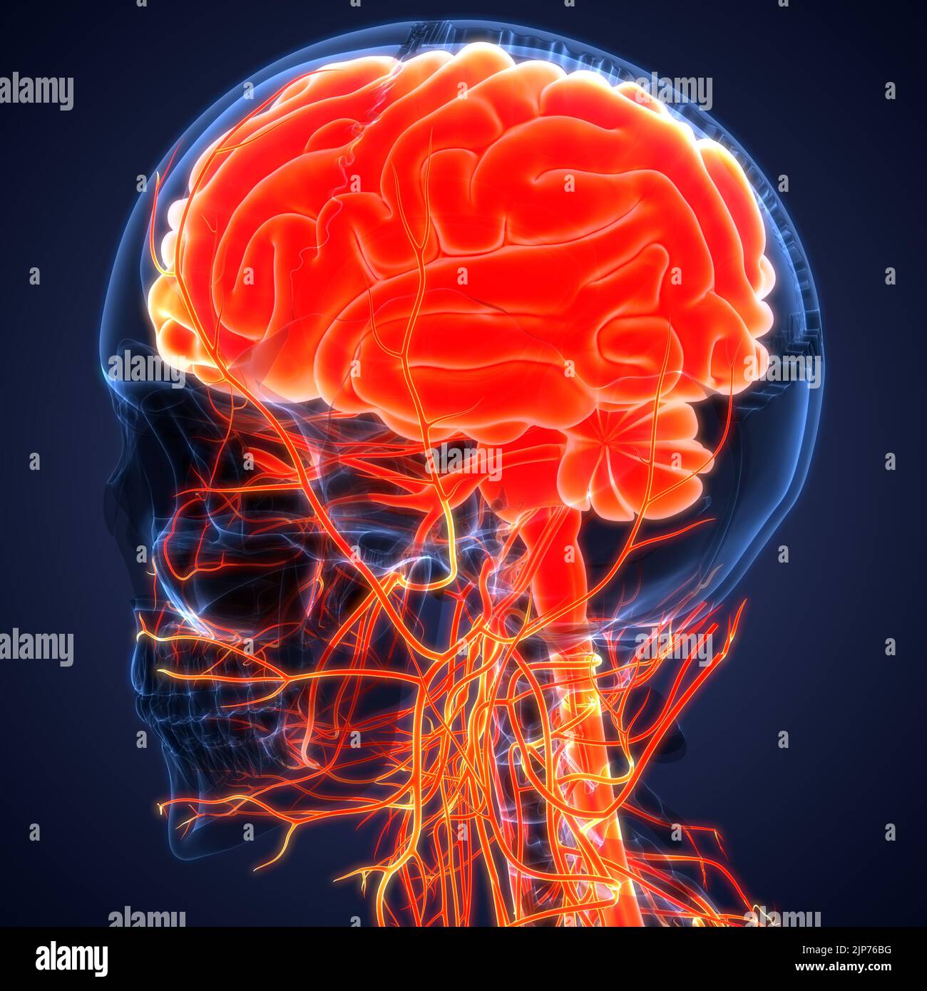 Organe central du système nerveux humain anatomie du cerveau Photo ...