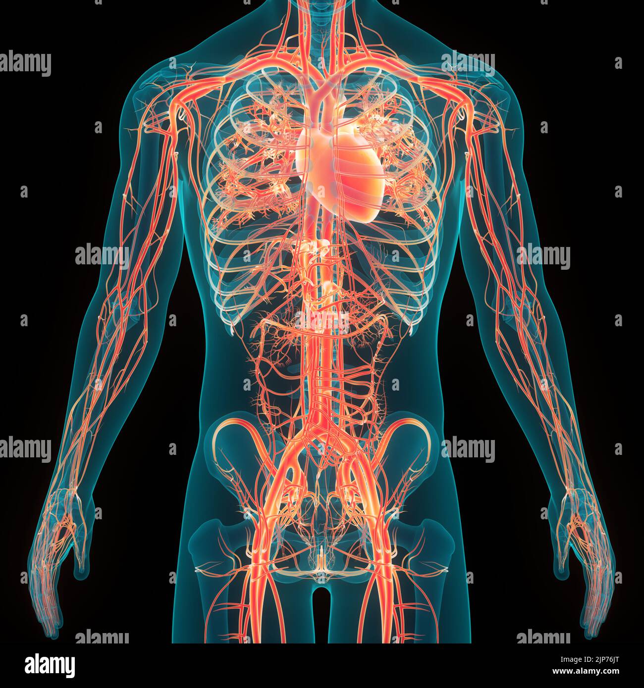 Système circulatoire de l'anatomie cardiaque Photo Stock - Alamy