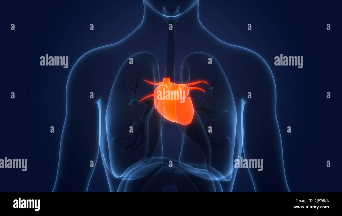 Système circulatoire de l'anatomie cardiaque Photo Stock - Alamy
