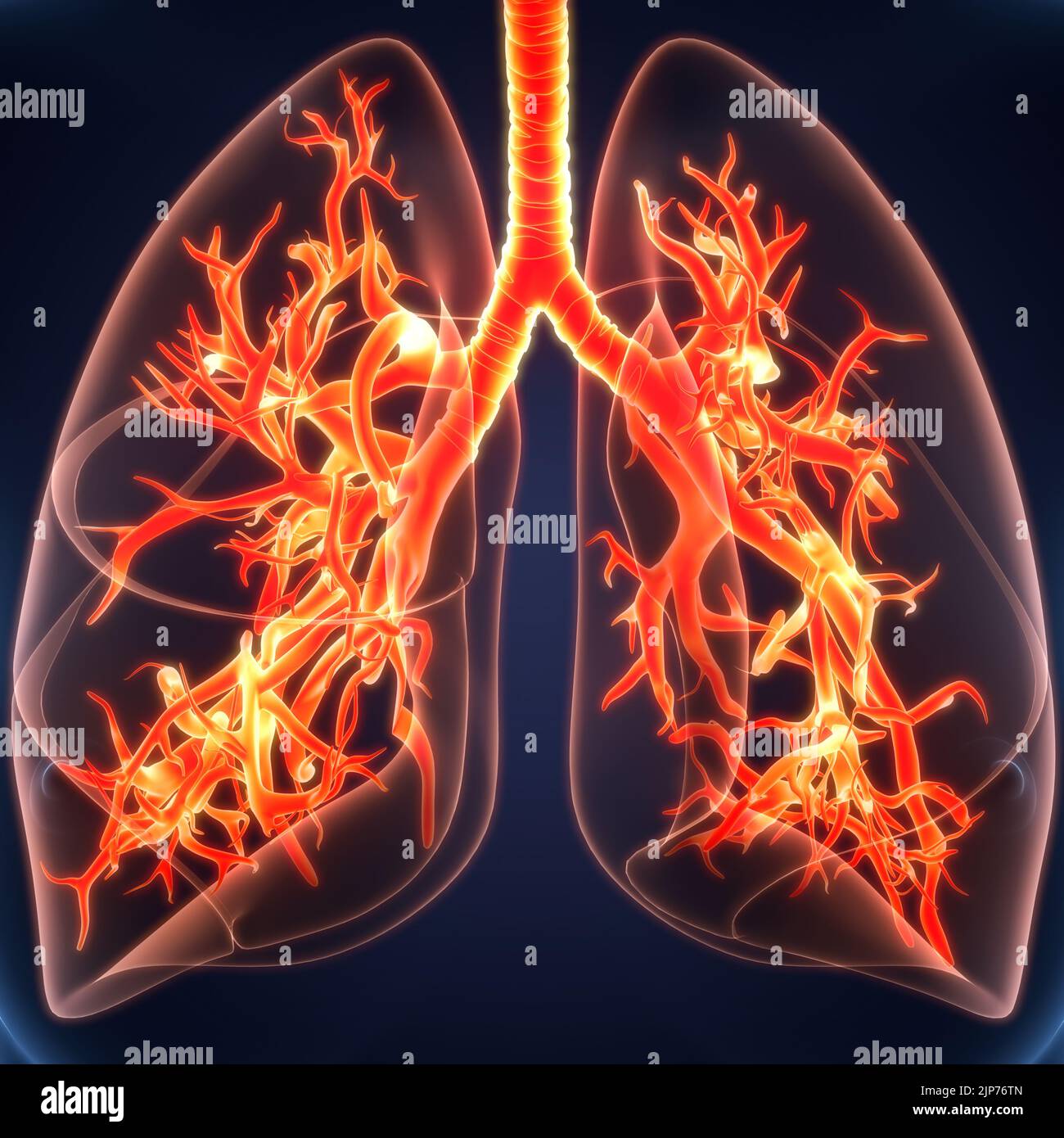 Système respiratoire humain Anatomie Poumons Photo Stock - Alamy
