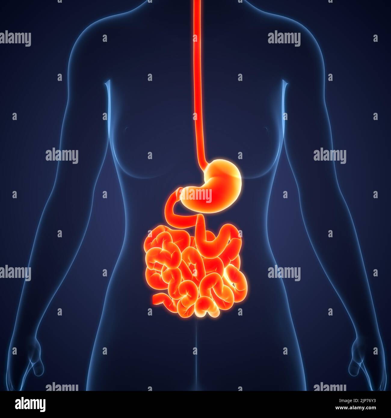 Anatomie du système digestif humain Photo Stock - Alamy