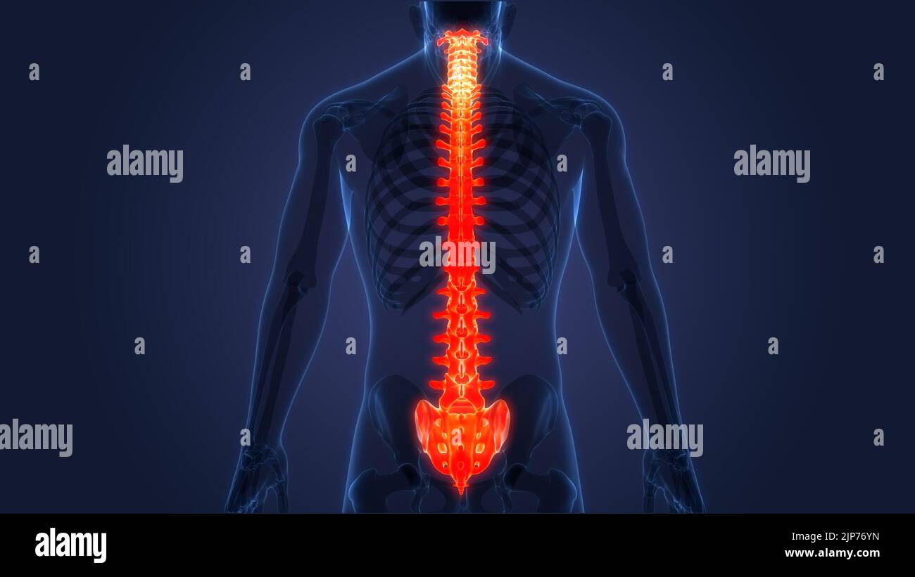 Colonne vertébrale de la moelle épinière du système de squelette humain ...