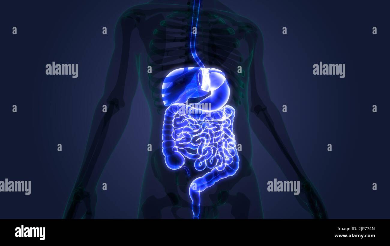 Anatomie du système digestif humain Photo Stock - Alamy