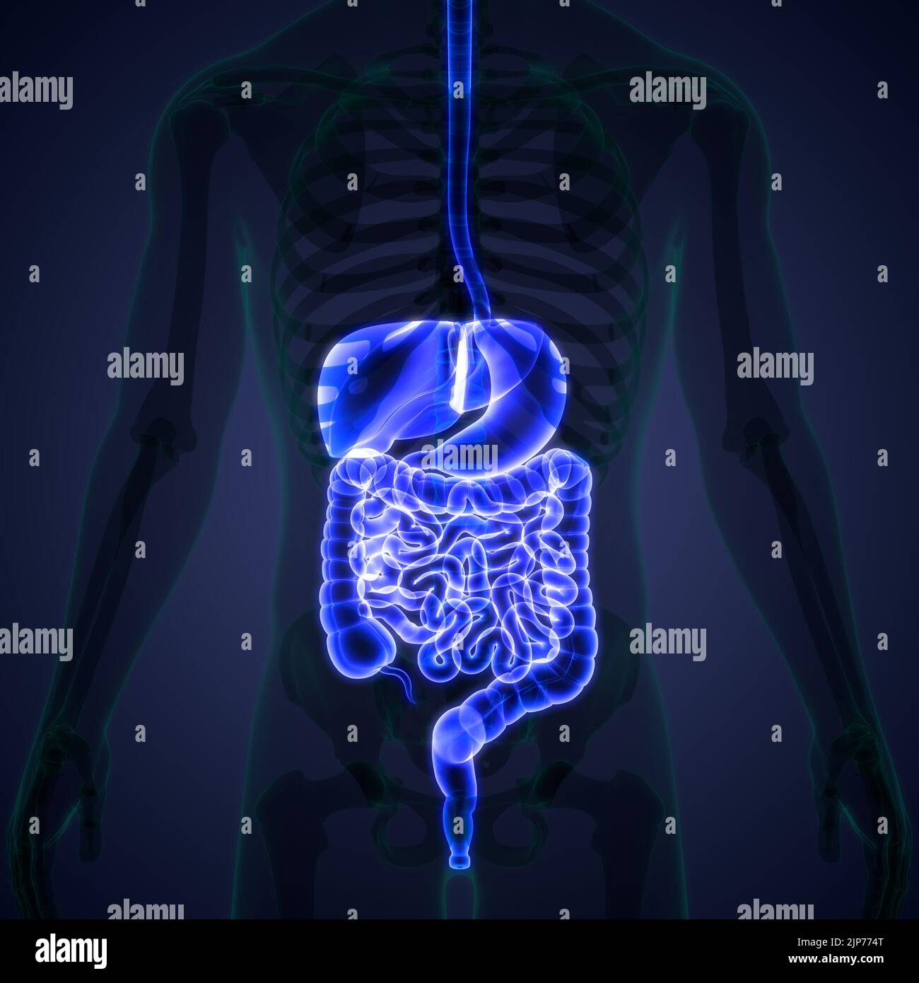 Anatomie du système digestif humain Photo Stock - Alamy
