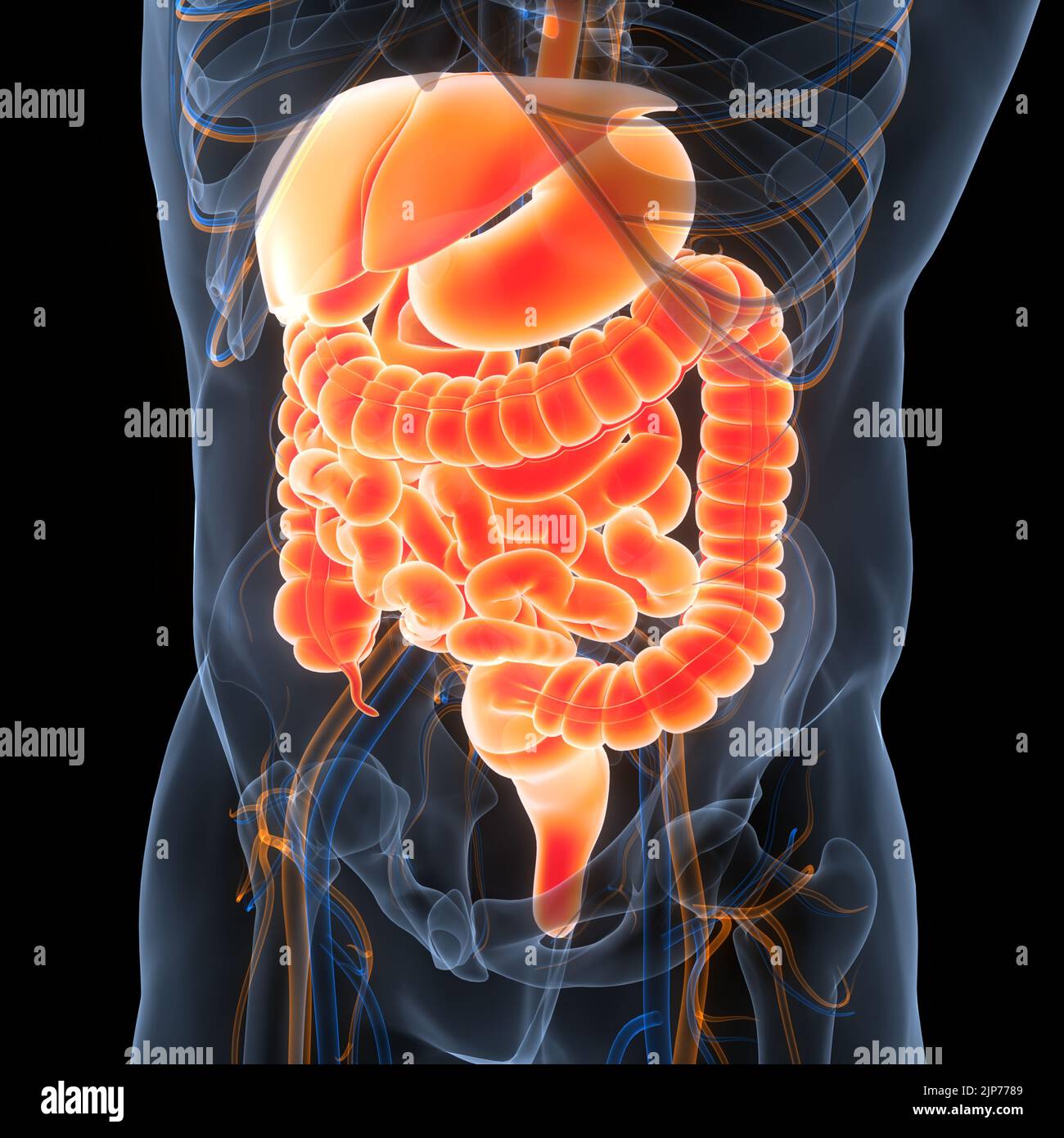 Anatomie du système digestif humain Photo Stock - Alamy