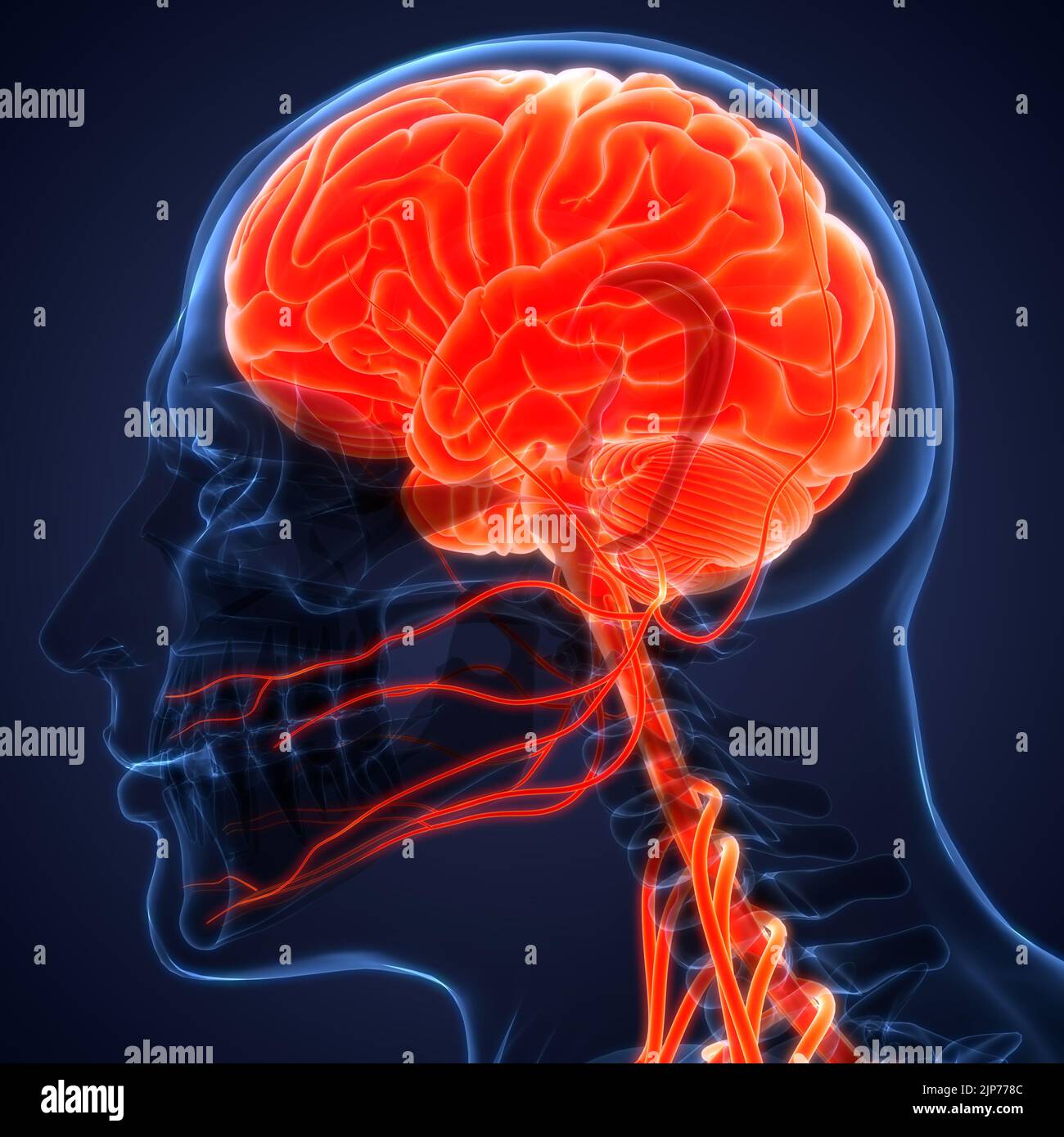 Organe central du système nerveux humain anatomie du cerveau Photo ...