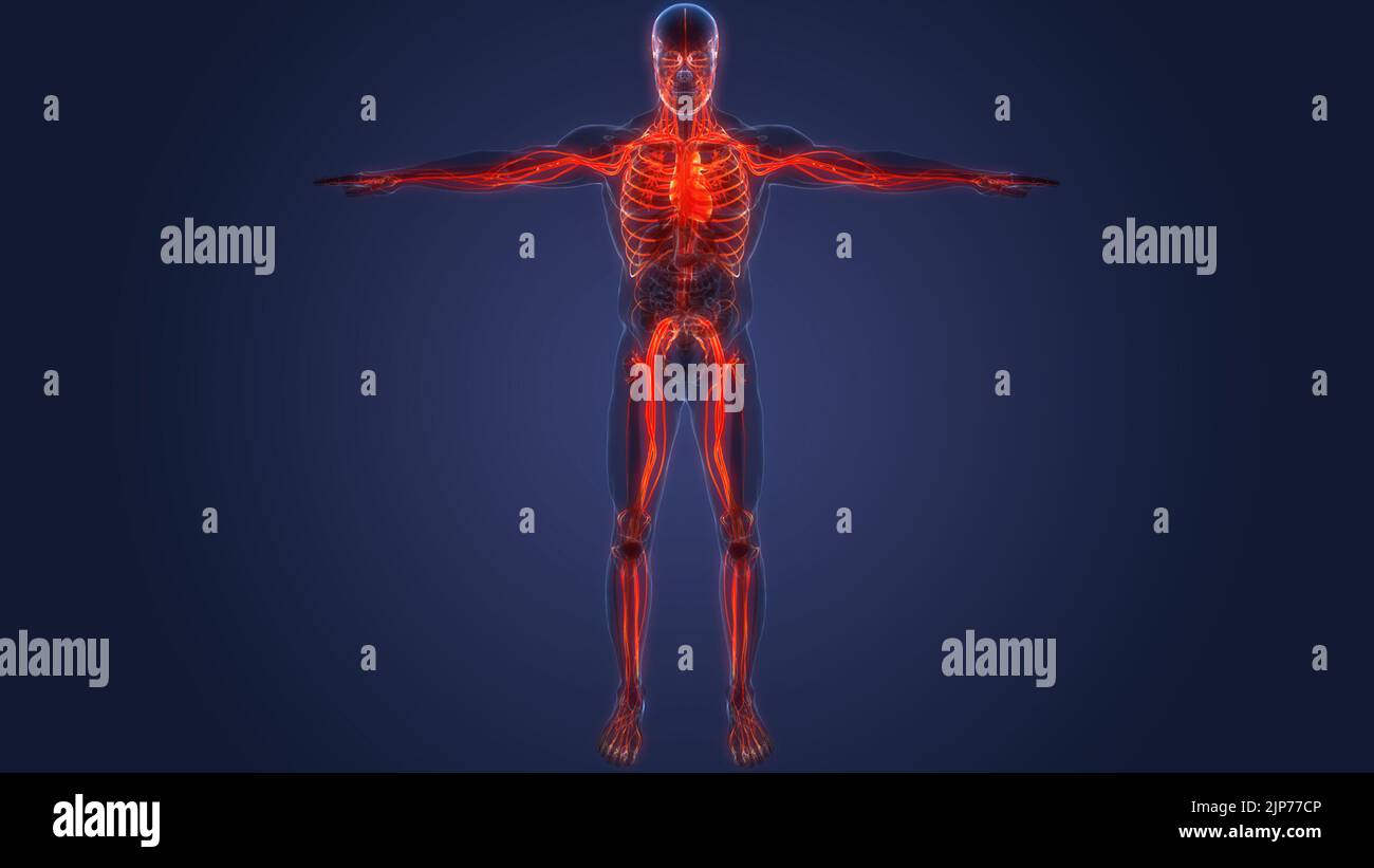 Système circulatoire de l'anatomie cardiaque Photo Stock - Alamy