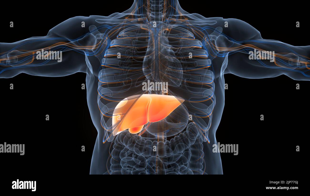 L'Organe digestif interne Anatomie du foie Photo Stock - Alamy