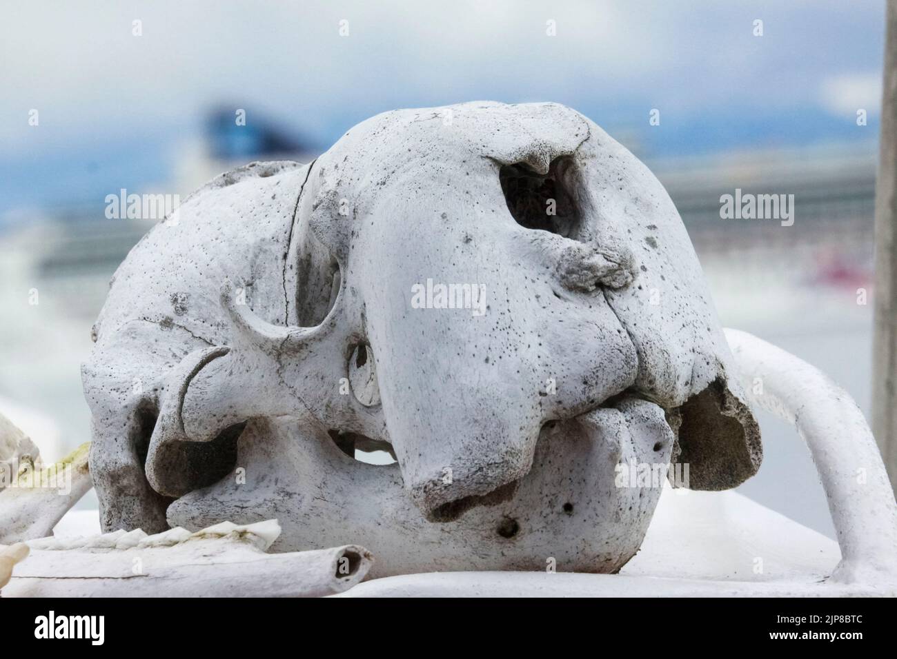 Baleine a bosse squelette Banque de photographies et d’images à haute ...