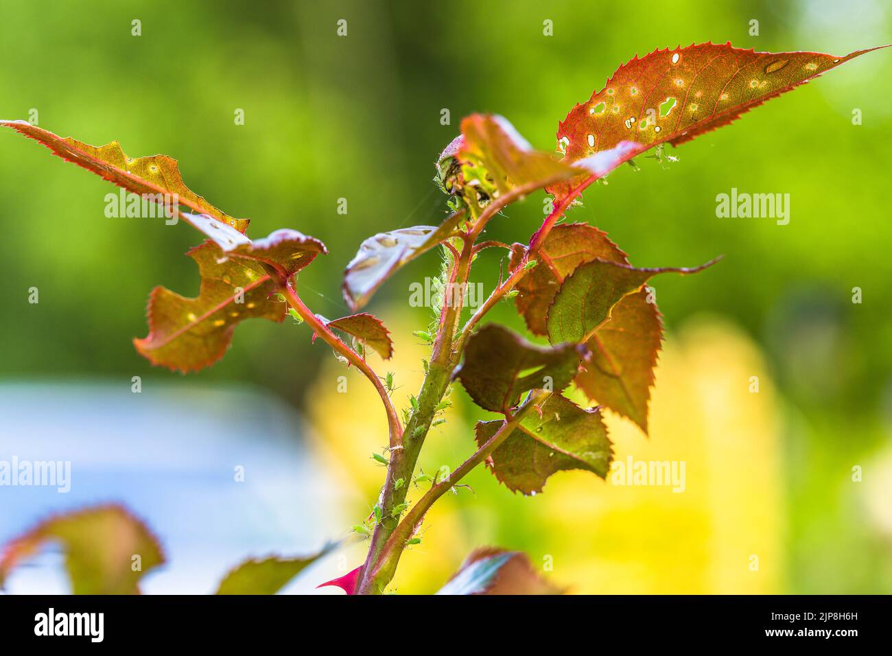 puceron sur une rose, parasite sur une jeune pousse d'une rose Photo ...