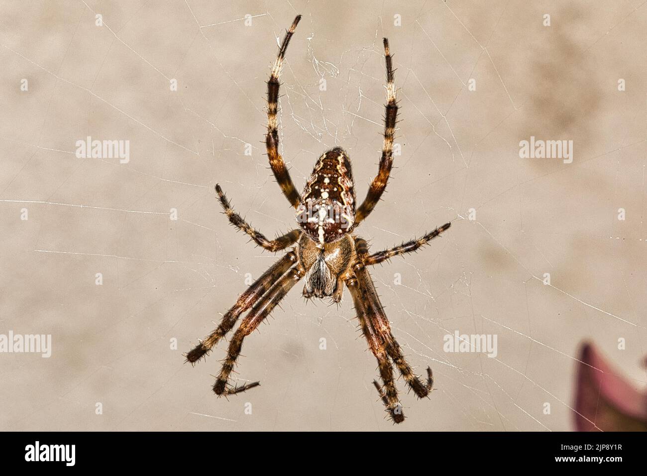 Spinne im netz Banque de photographies et d’images à haute résolution ...