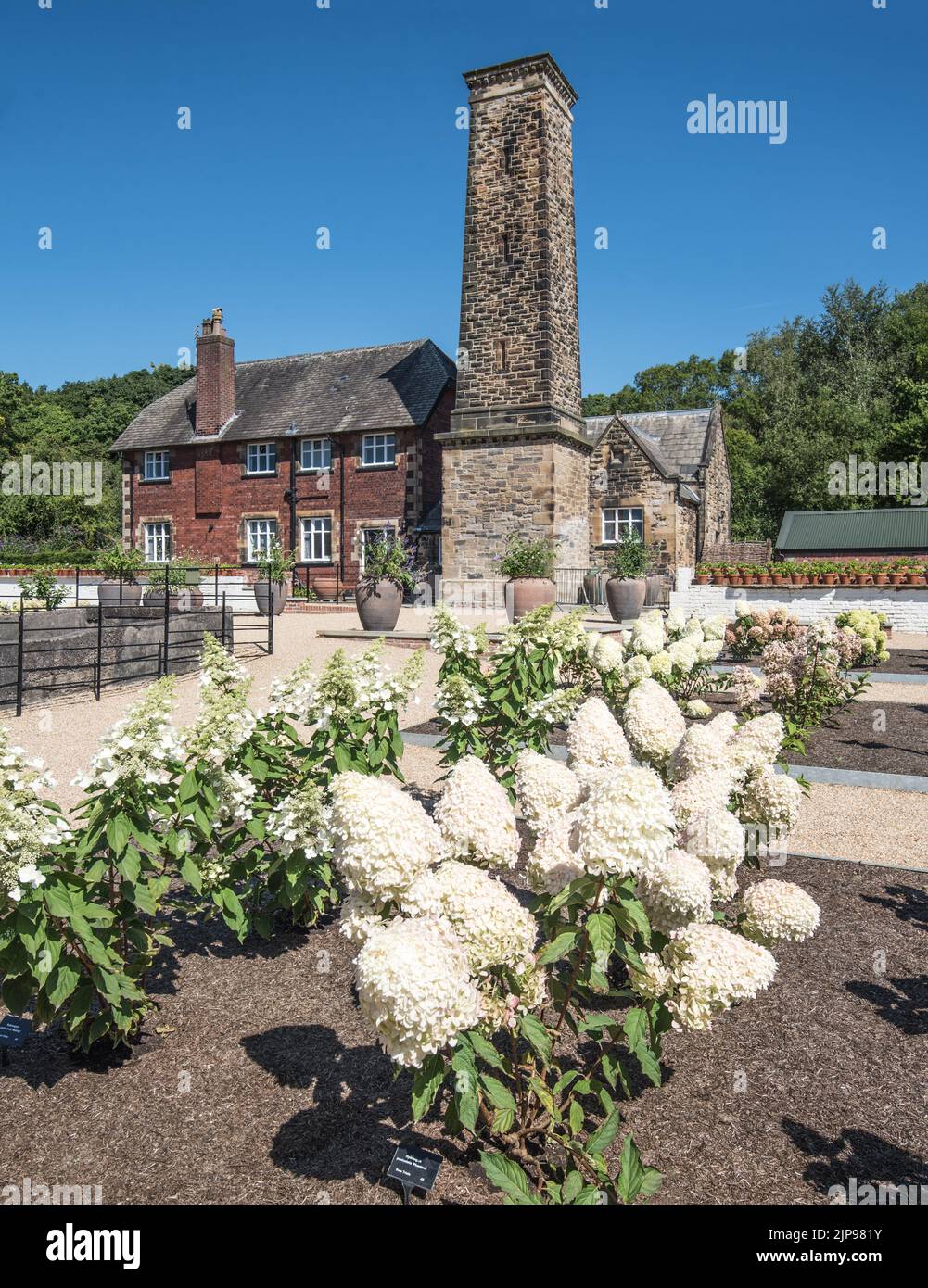 Les têtes massives de paniculata Phantom hydrangea, (essais en Europe ...