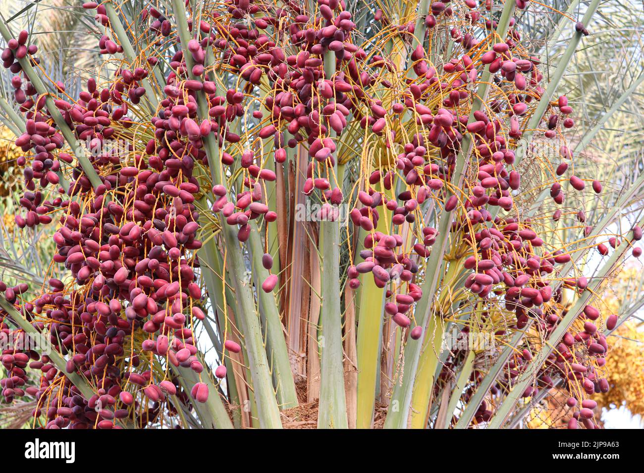 Arbre de dattes avec des fruits Banque de photographies et d’images à ...