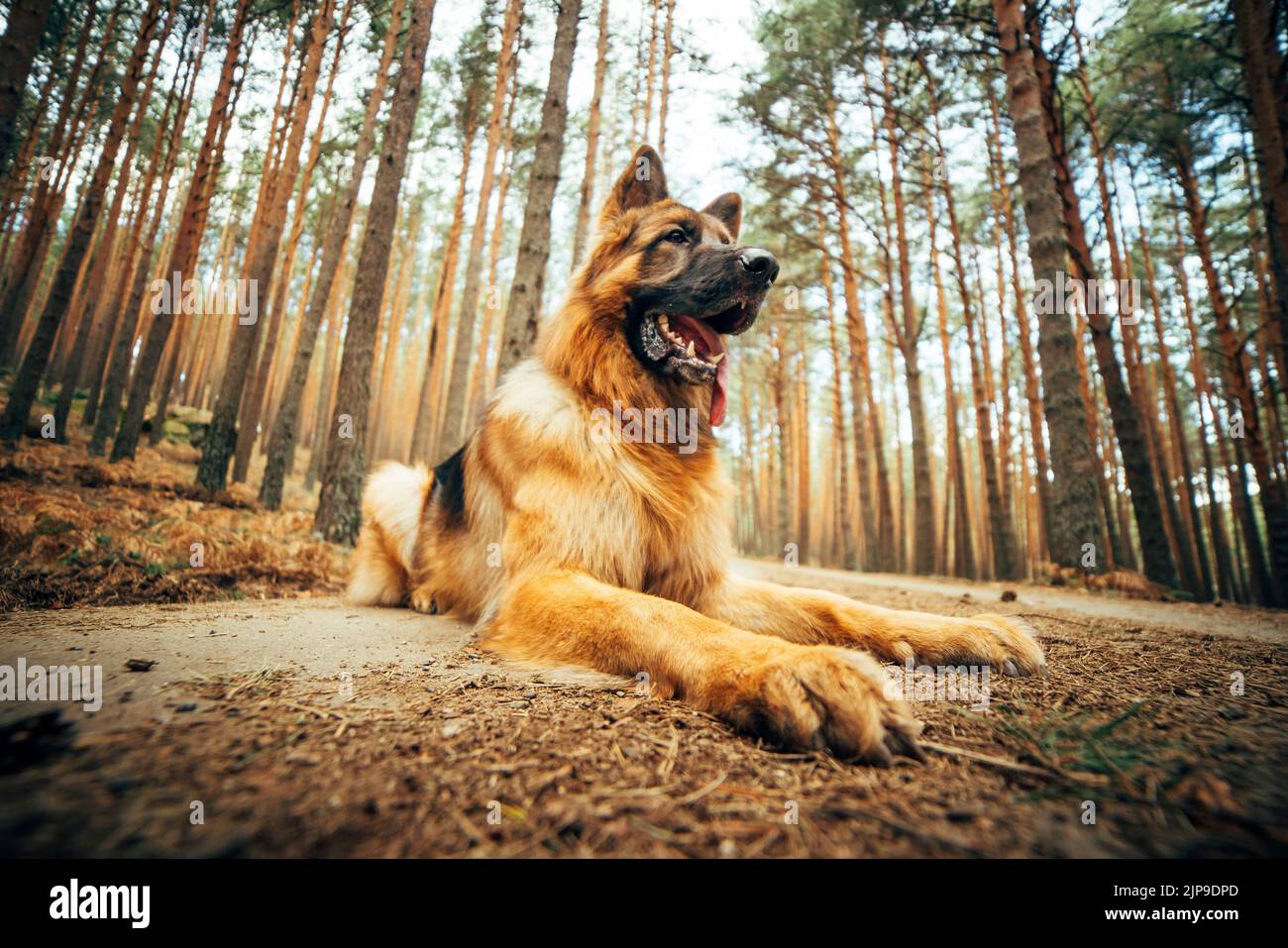Sentiers de berger Banque de photographies et d’images à haute résolution - Alamy