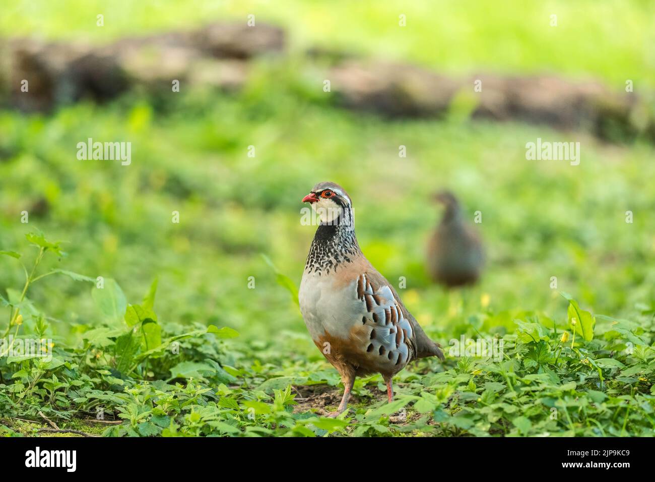 Perdrix à pattes rouges (Alectoris rufa) sur une réserve naturelle dans ...