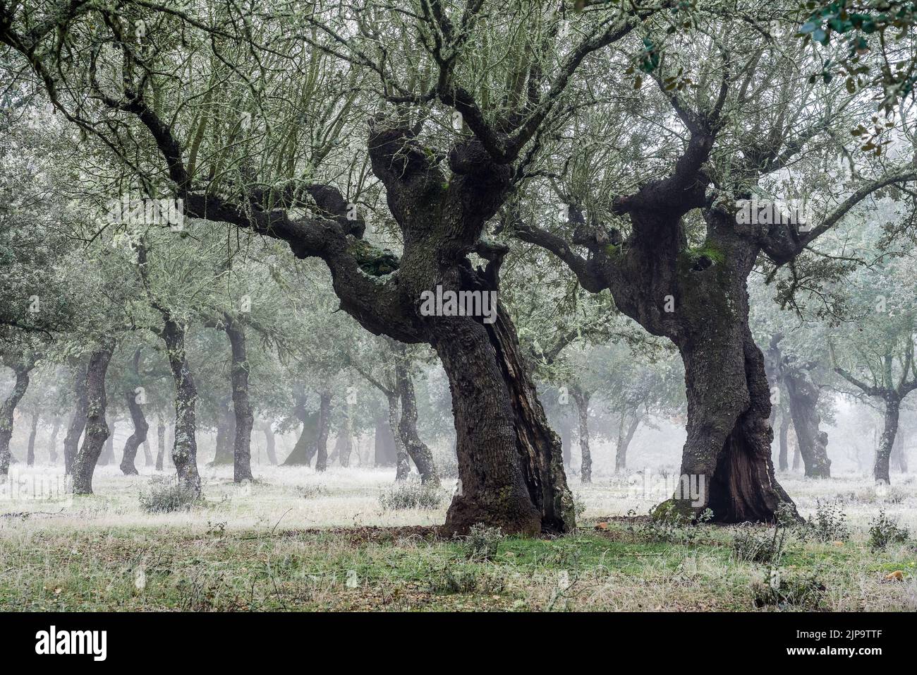 chêne, vieux arbre, chêne, quercus ilex, chêne, vieux arbres, forêts de ...