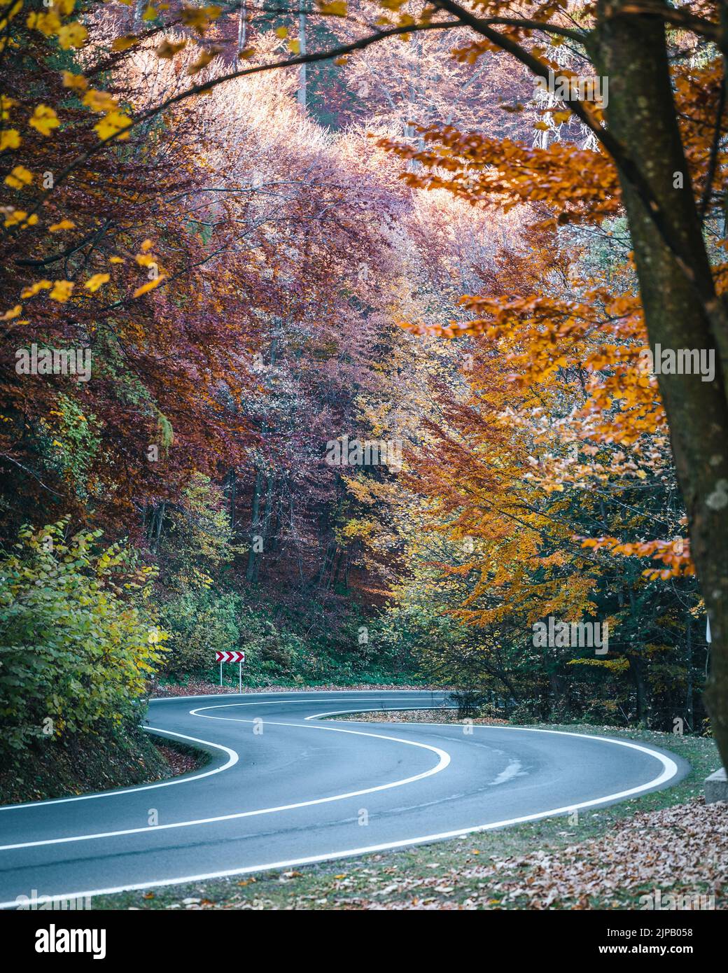 Un cliché vertical d'une route sinueuse au milieu d'une forêt avec des ...