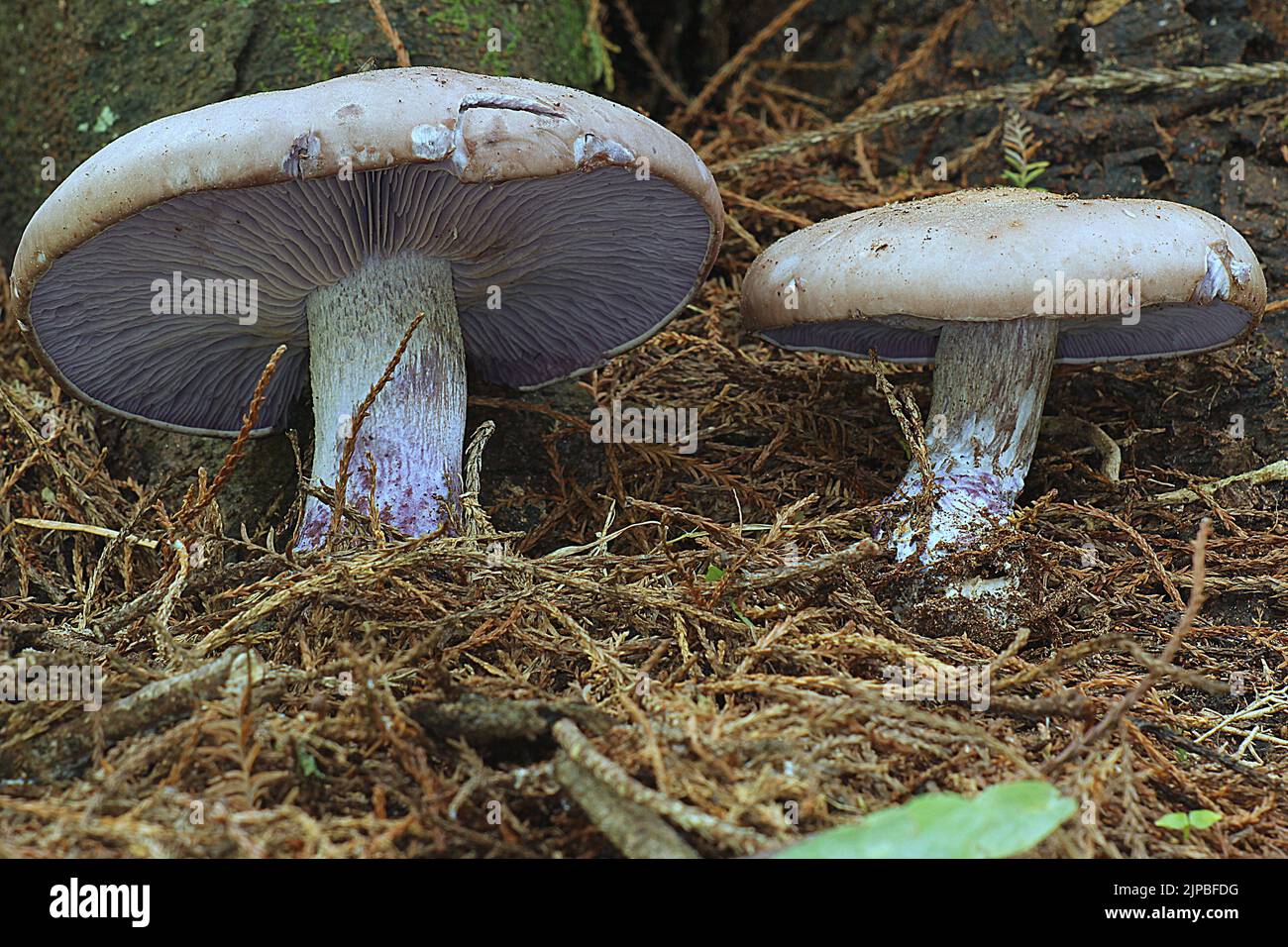 Mushroom lepista nuda Banque de photographies et d’images à haute ...
