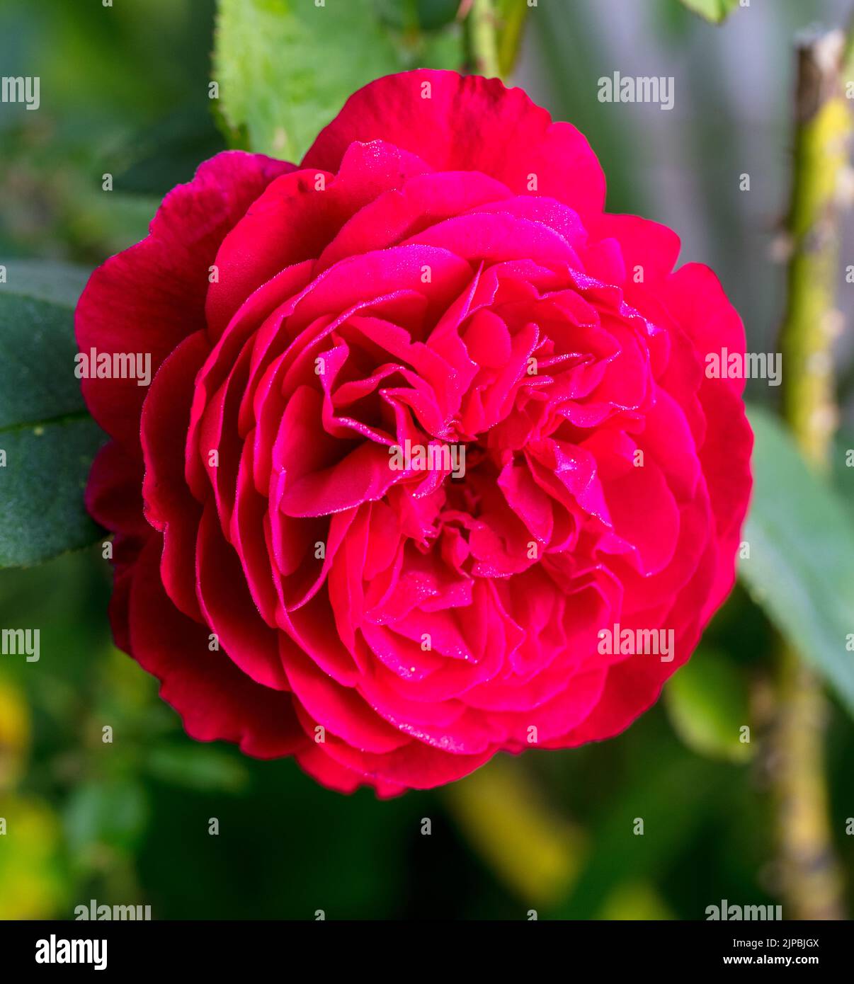 Rosa ld braithwaite Banque de photographies et d’images à haute ...