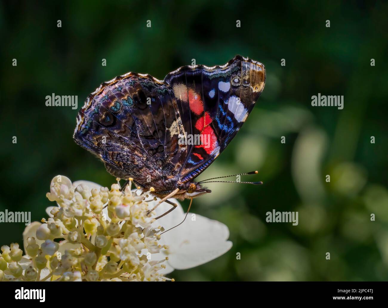 Le beau dessous d'un papillon d'amiral rouge (Vanessa atalanta), comme ...