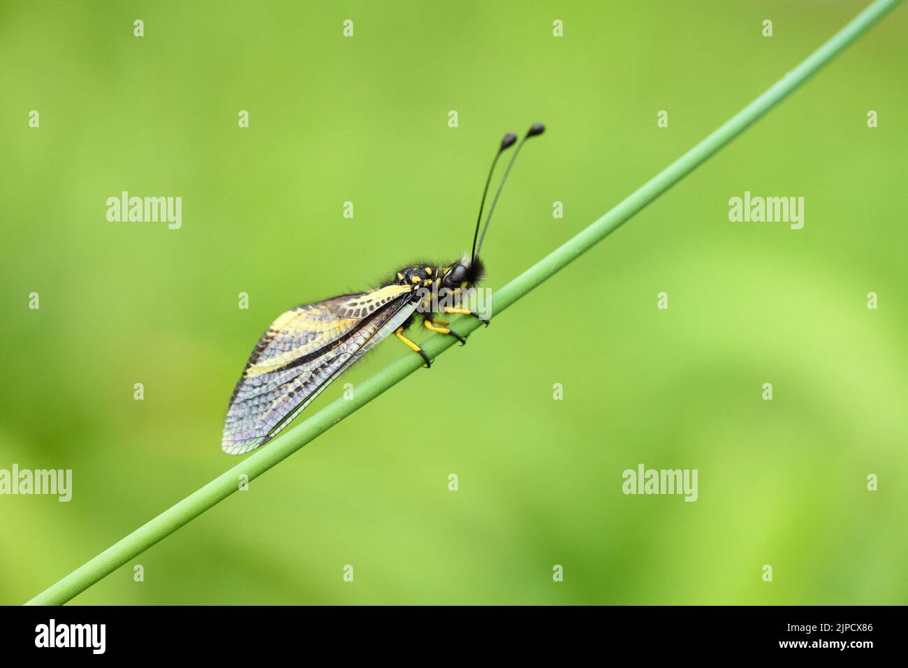 Insecte vert insectes Banque de photographies et d’images à haute ...